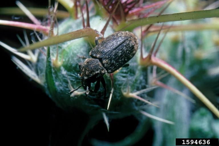 yellow starthistle flower weevil (Larinus curtus Hochhut, 1851)