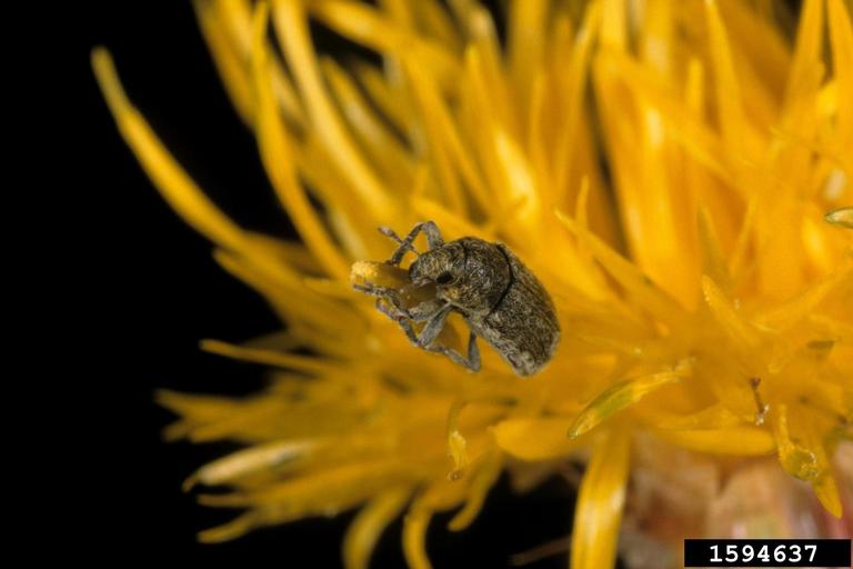 yellow starthistle bud weevil (Bangasternus orientalis (Capiomont, 1873))