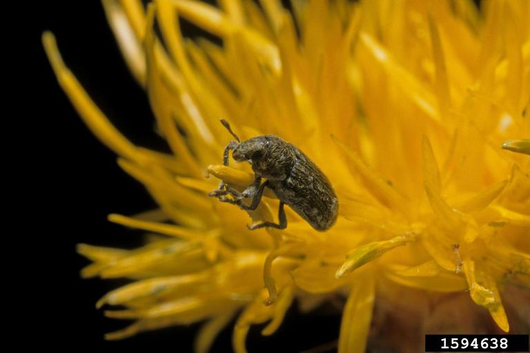 yellow starthistle bud weevil (Bangasternus orientalis (Capiomont, 1873))