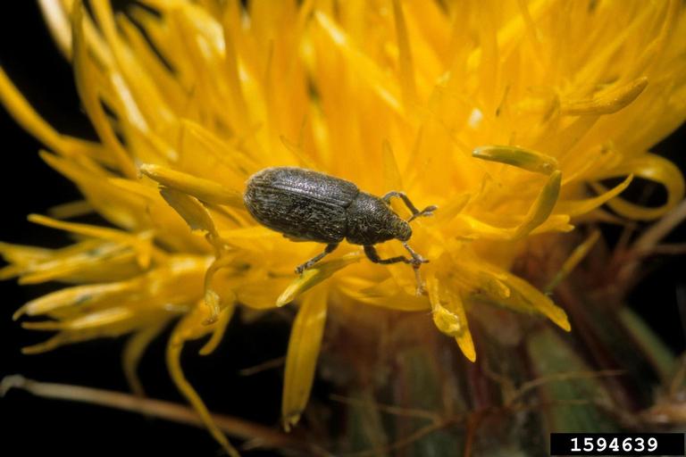 yellow starthistle bud weevil (Bangasternus orientalis (Capiomont, 1873))