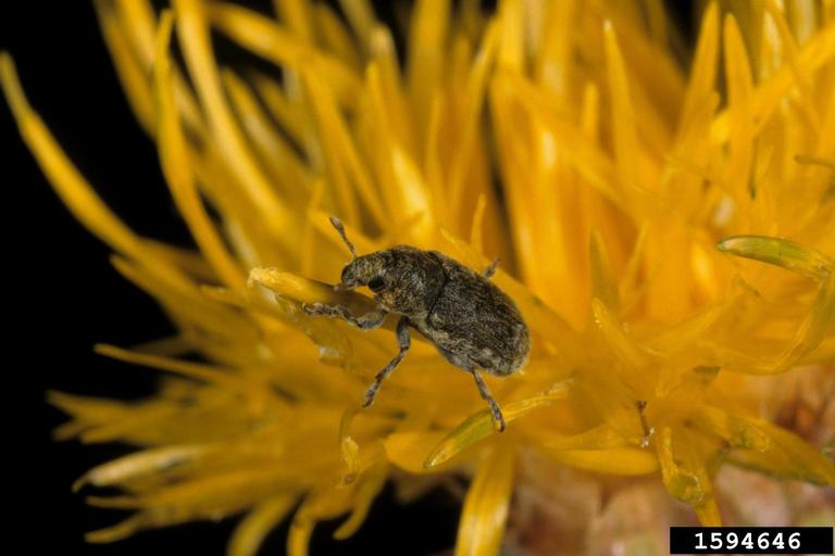 yellow starthistle bud weevil (Bangasternus orientalis (Capiomont, 1873))