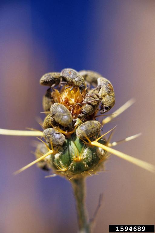 yellow starthistle flower weevil (Larinus curtus)