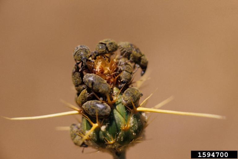 yellow starthistle flower weevil (Larinus curtus)