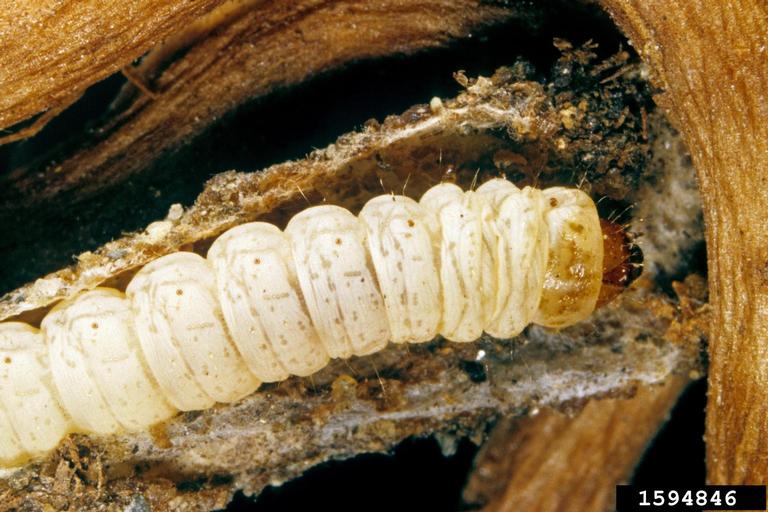 ragwort flea beetle (Longitarsus jacobaeae (Waterhouse, 1858))