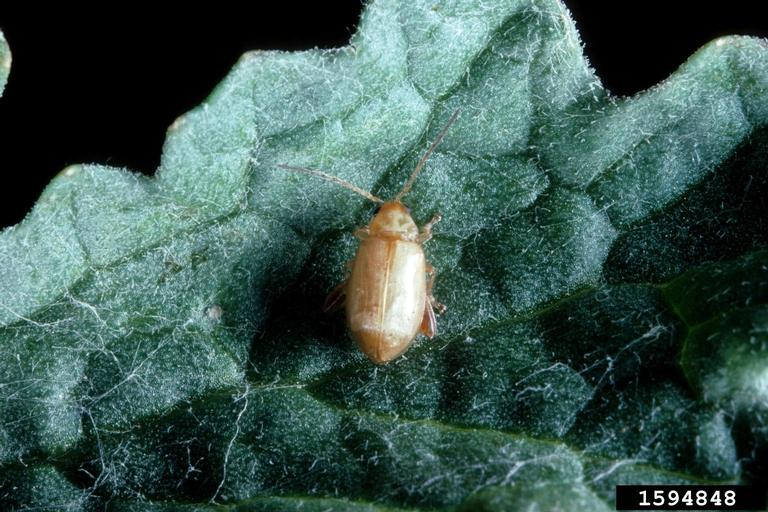 ragwort flea beetle (Longitarsus jacobaeae (Waterhouse, 1858))