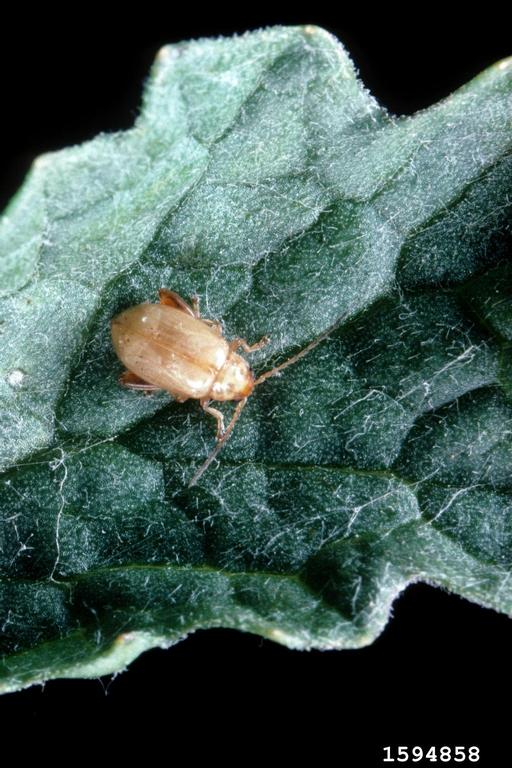 ragwort flea beetle (Longitarsus jacobaeae (Waterhouse, 1858))