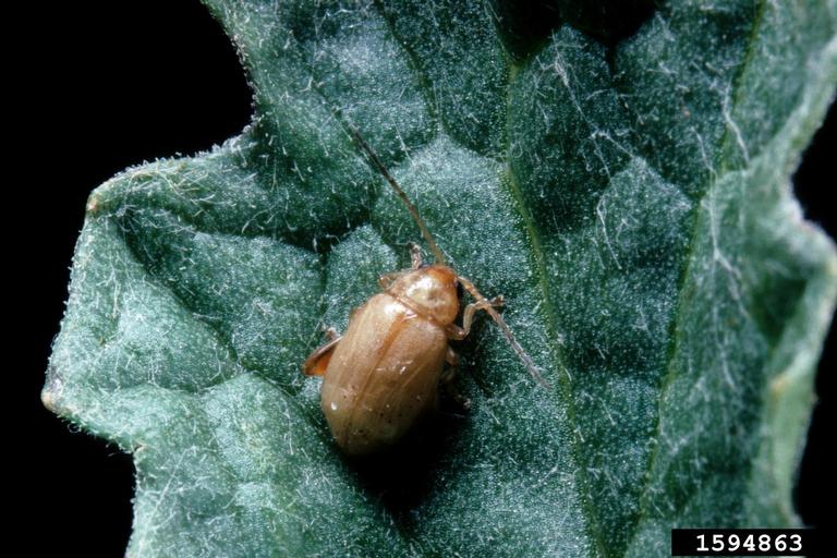 ragwort flea beetle (Longitarsus jacobaeae (Waterhouse, 1858))