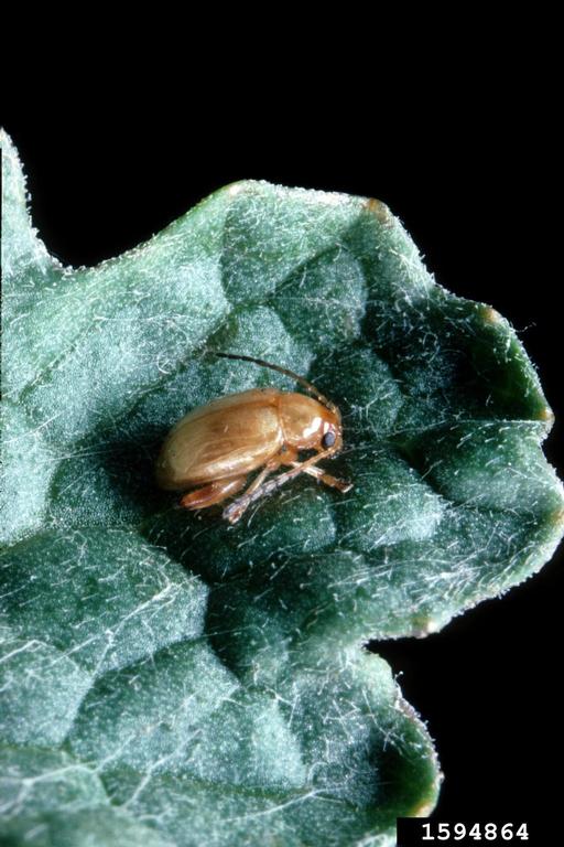 ragwort flea beetle (Longitarsus jacobaeae (Waterhouse, 1858))
