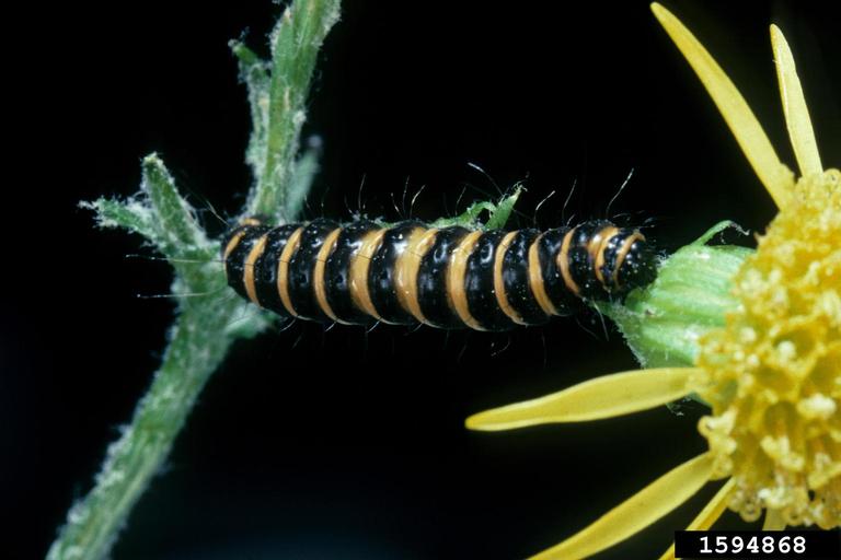 cinnabar moth (Tyria jacobaeae)