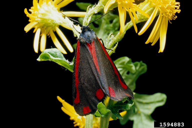 cinnabar moth (Tyria jacobaeae (Linnaeus))