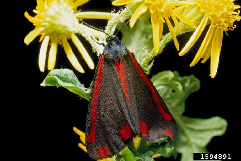 cinnabar moth (Tyria jacobaeae ) on tansy ragwort (Jacobaea vulgaris ...