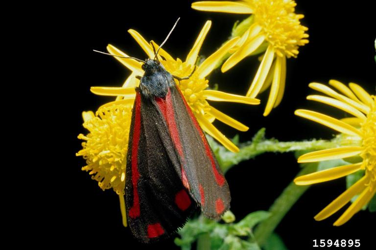 cinnabar moth (Tyria jacobaeae (Linnaeus))