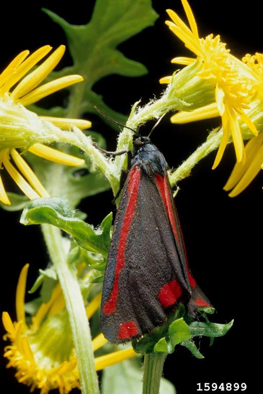 cinnabar moth (Tyria jacobaeae (Linnaeus))