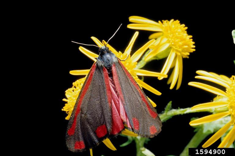 cinnabar moth (Tyria jacobaeae (Linnaeus))