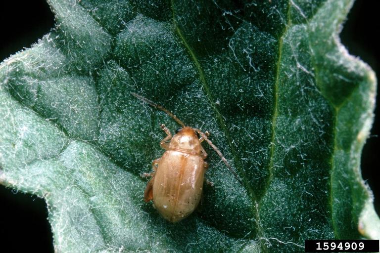 ragwort flea beetle (Longitarsus jacobaeae (Waterhouse, 1858))
