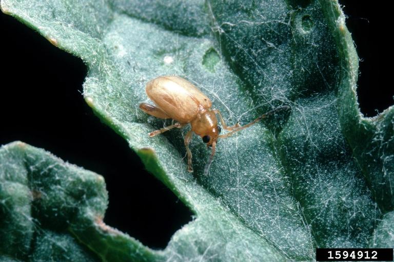 ragwort flea beetle (Longitarsus jacobaeae (Waterhouse, 1858))