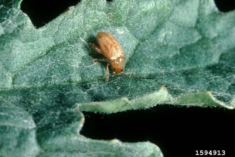 ragwort flea beetle (Longitarsus jacobaea (Waterhouse, 1858))