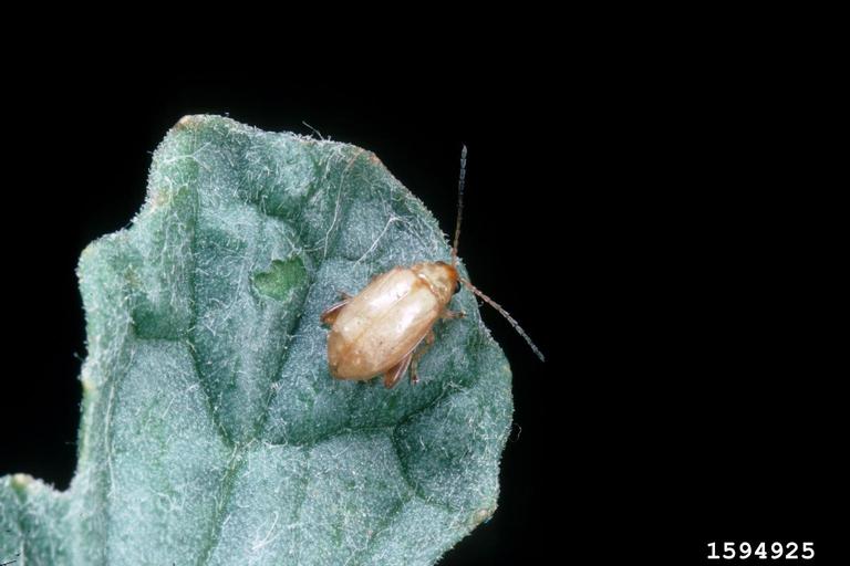 ragwort flea beetle (Longitarsus jacobaea (Waterhouse, 1858))