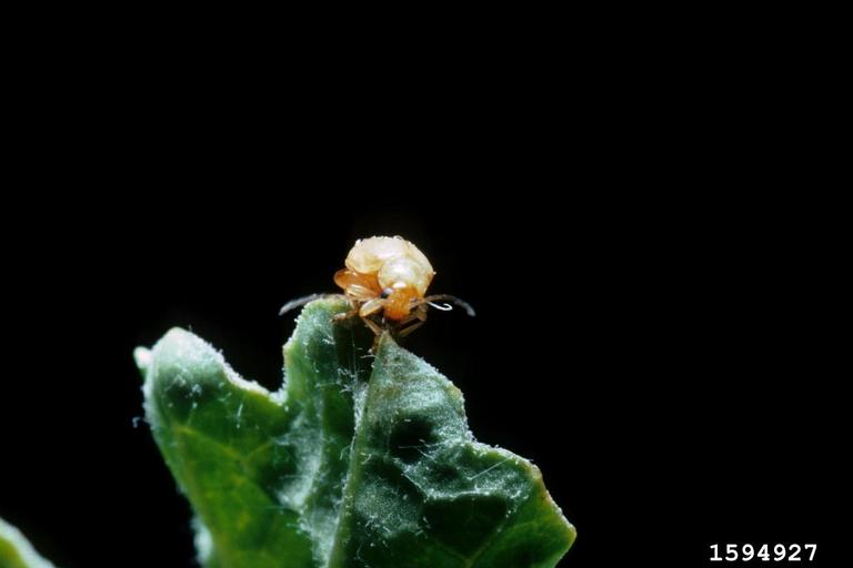 ragwort flea beetle (Longitarsus jacobaeae (Waterhouse, 1858))