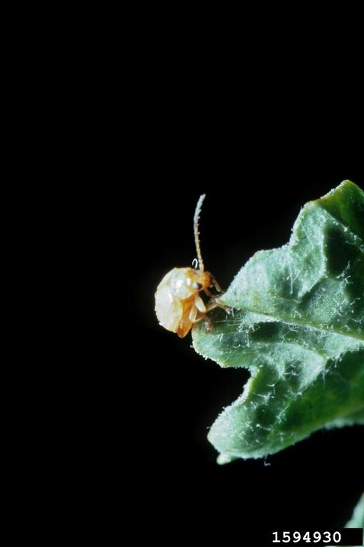ragwort flea beetle (Longitarsus jacobaeae (Waterhouse, 1858))