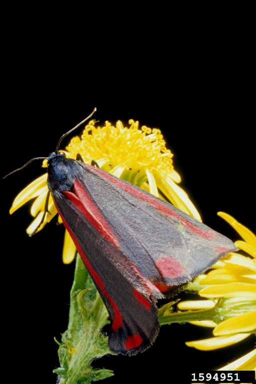 cinnabar moth (Tyria jacobaeae (Linnaeus))