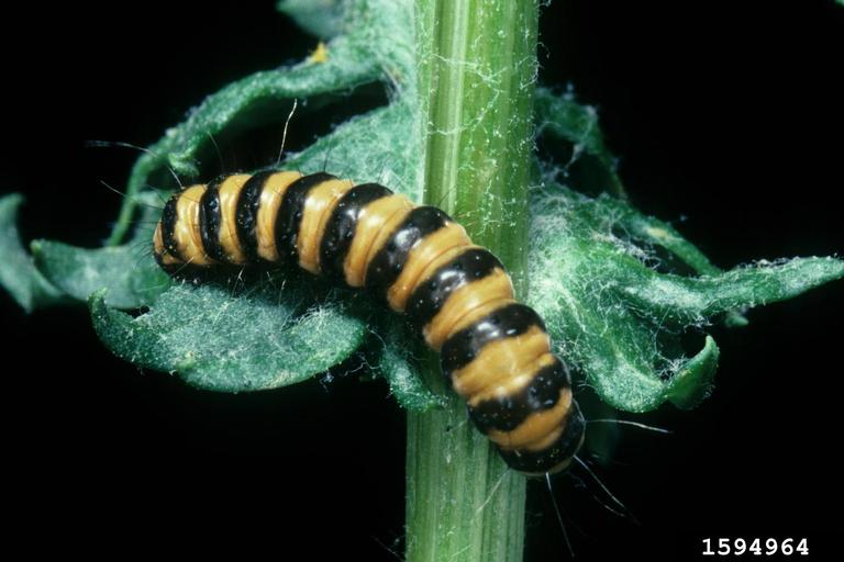 cinnabar moth (Tyria jacobaeae)