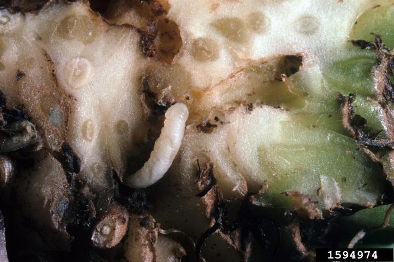 ragwort flea beetle (Longitarsus jacobaea)