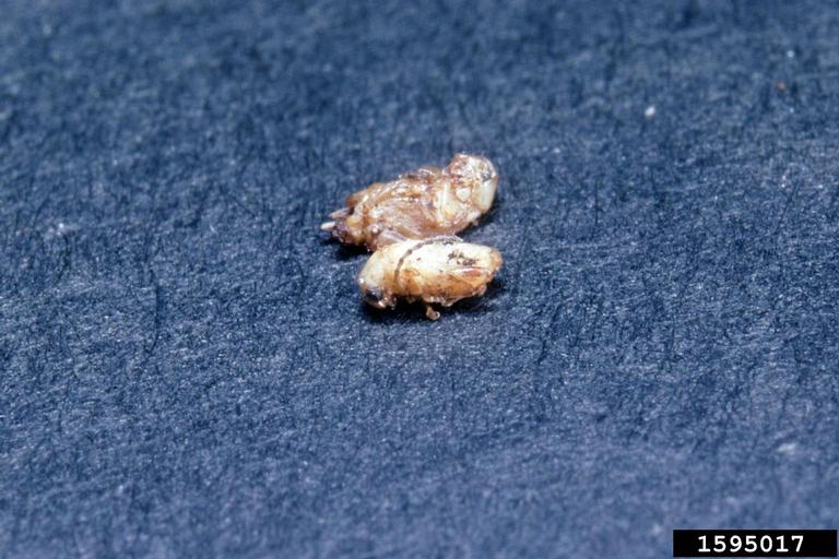 ragwort flea beetle (Longitarsus jacobaeae (Waterhouse, 1858))