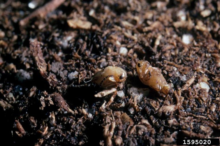 ragwort flea beetle (Longitarsus jacobaeae (Waterhouse, 1858))