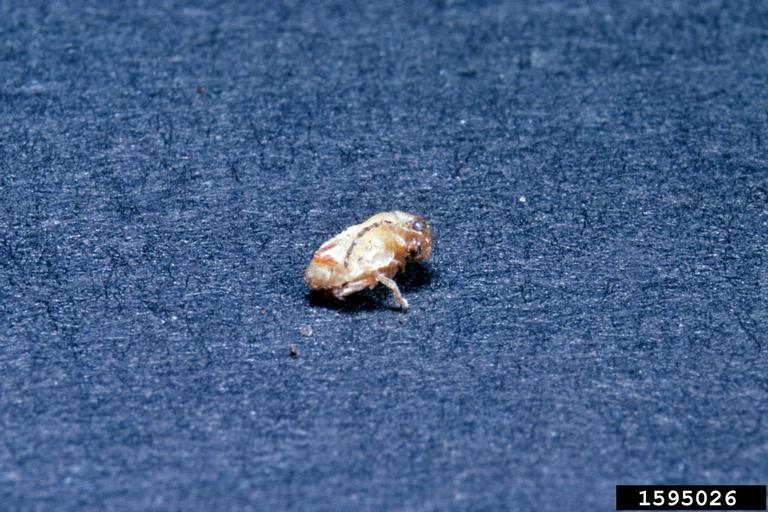 ragwort flea beetle (Longitarsus jacobaeae (Waterhouse, 1858))