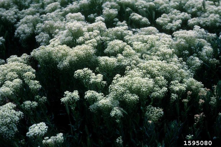 hoary cress (Lepidium draba (L.) Desv)