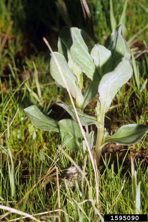 hoary cress (Lepidium draba (L.) Desv)