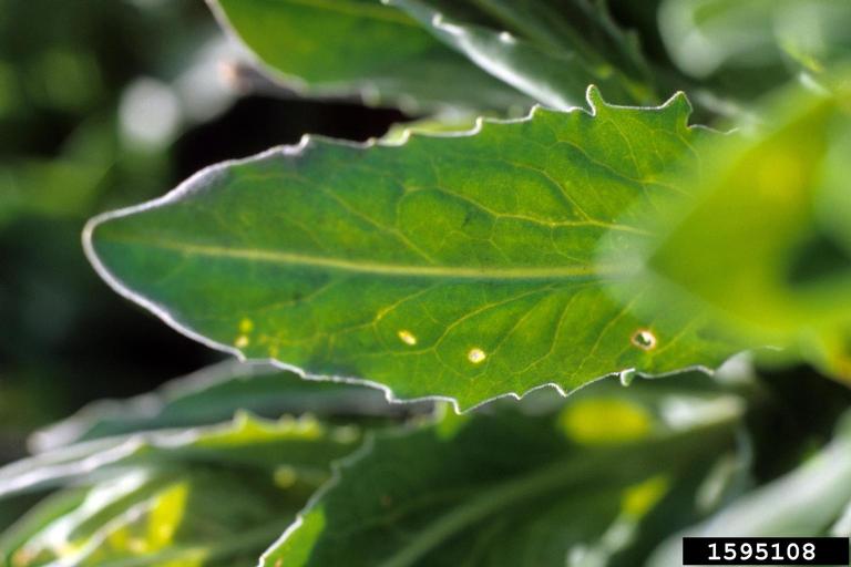 hoary cress (Lepidium draba (L.) Desv)