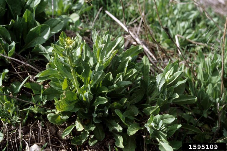 hoary cress (Lepidium draba (L.) Desv)