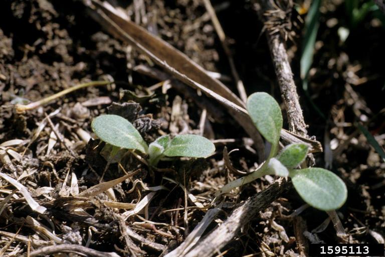 hoary cress (Lepidium draba (L.) Desv)