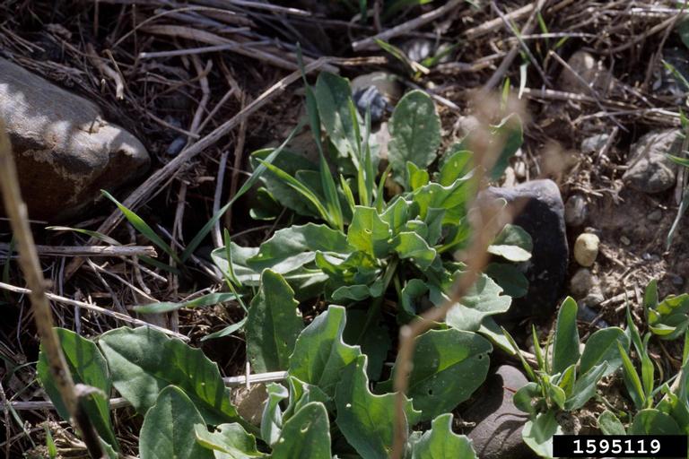 hoary cress (Lepidium draba (L.) Desv)