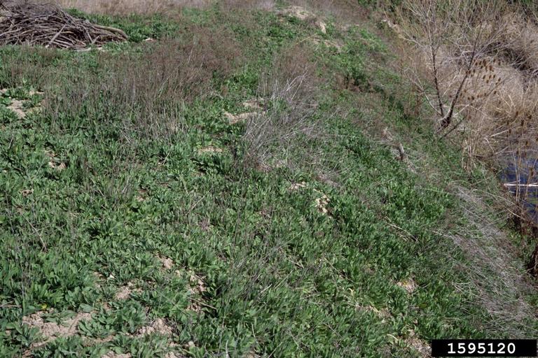hoary cress (Lepidium draba (L.) Desv)