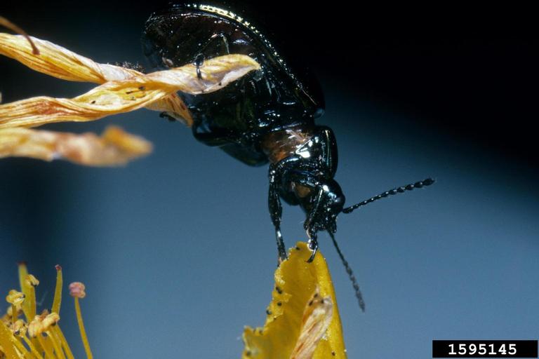 lesser St. John's wort beetle (Chrysolina hyperici (Forster, 1771))