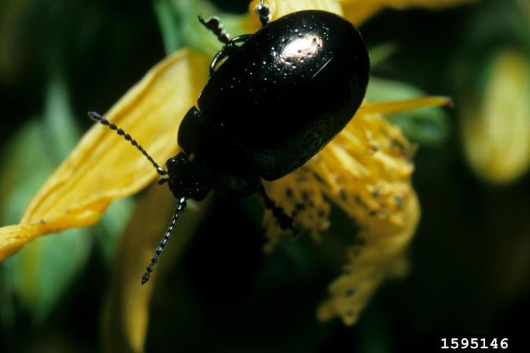 lesser St. John's wort beetle (Chrysolina hyperici (Forster, 1771))