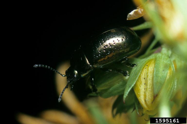 lesser St. John's wort beetle (Chrysolina hyperici (Forster, 1771))