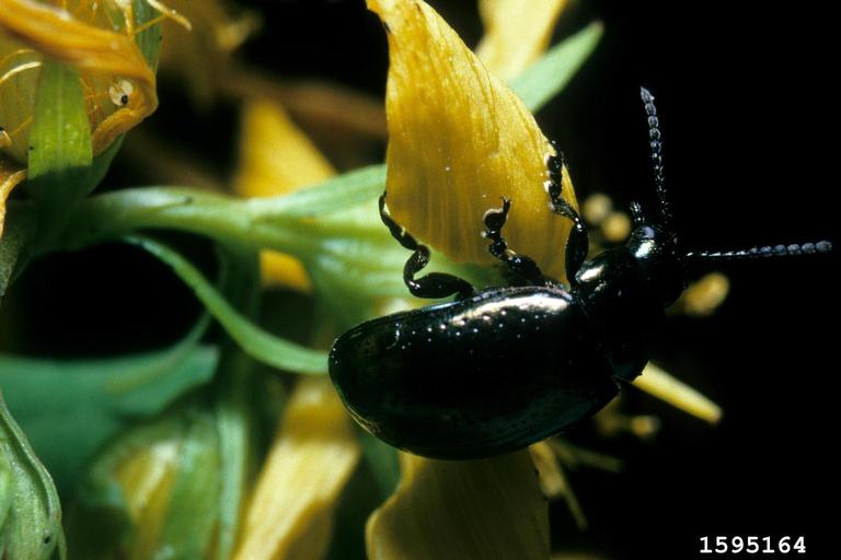 lesser St. John's wort beetle (Chrysolina hyperici (Forster, 1771))