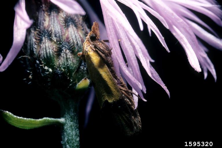 sulfur knapweed moth (Agapeta zoegana (Linnaeus, 1767))