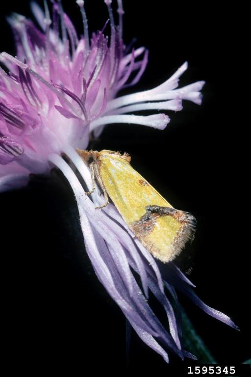 sulfur knapweed root moth (Agapeta zoegana (Linnaeus))