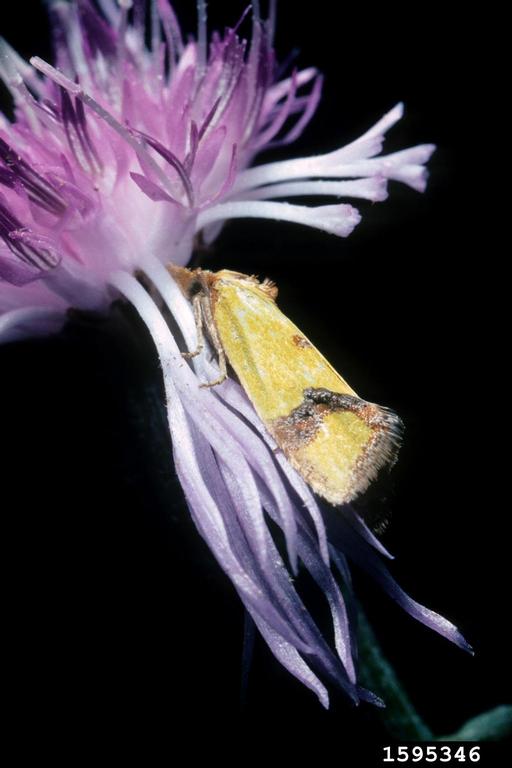 sulfur knapweed root moth (Agapeta zoegana (Linnaeus))