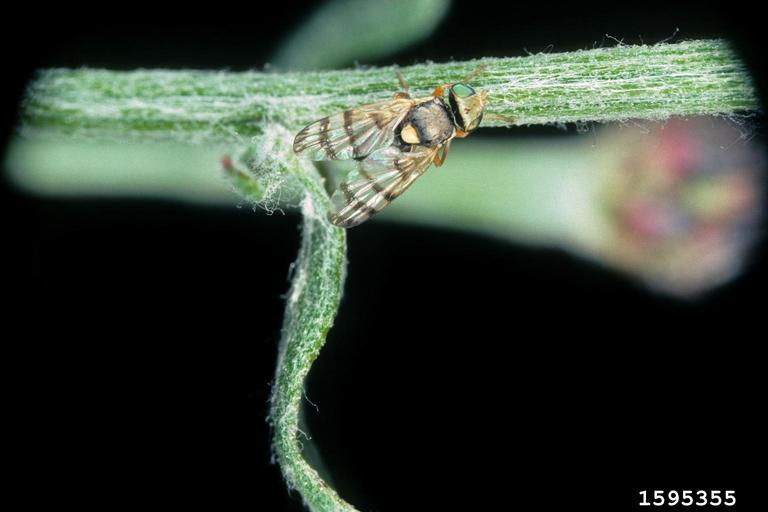 knapweed gall fly (Urophora affinis (Frauenfeld, 1857))