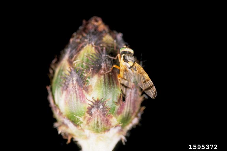 knapweed gall fly (Urophora affinis (Frauenfeld, 1857))