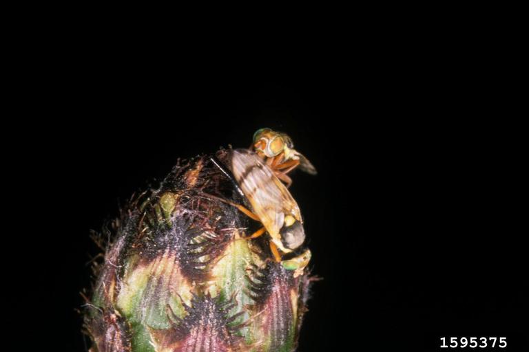 knapweed gall fly (Urophora affinis)