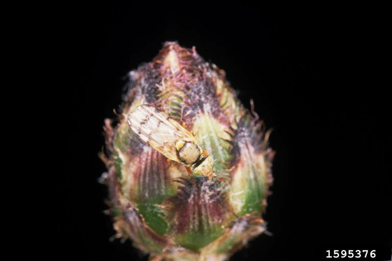 knapweed gall fly (Urophora affinis (Frauenfeld, 1857))