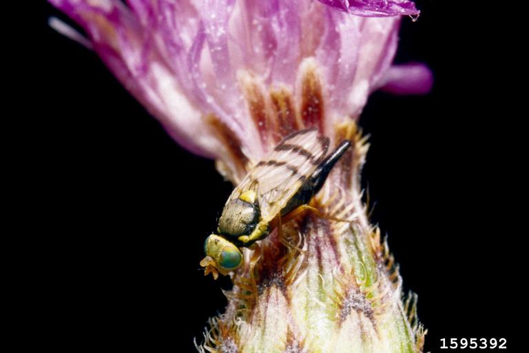 knapweed gall fly (Urophora affinis)