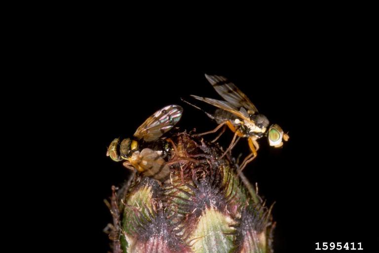 knapweed gall fly (Urophora affinis (Frauenfeld, 1857))